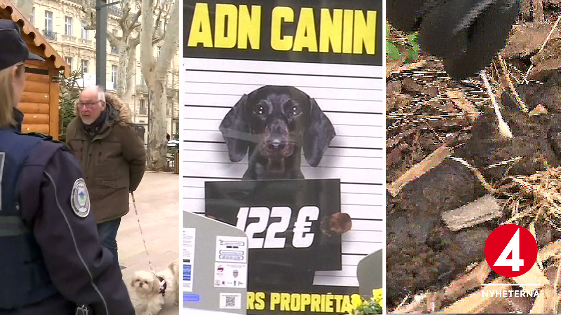 Här får hundägare böter – om de inte plockar upp bajset