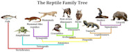 Reptiles Evolution And Ecology Study Guide Inspirit