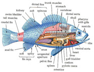 Fish Structure And Function Study Guide Inspirit Learning Inc