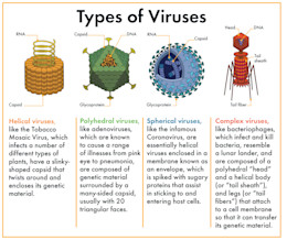 Viruses Structure And Classification Study Guide Inspirit