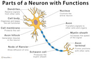 Neuron Study Guide Inspirit