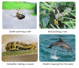 Animals Innate And Learned Behavior Study Guide Inspirit Learning Inc