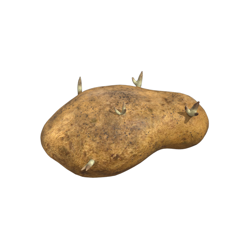 Vegetative Propagation In Potato