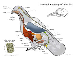 Bird Structure And Function Study Guide Inspirit