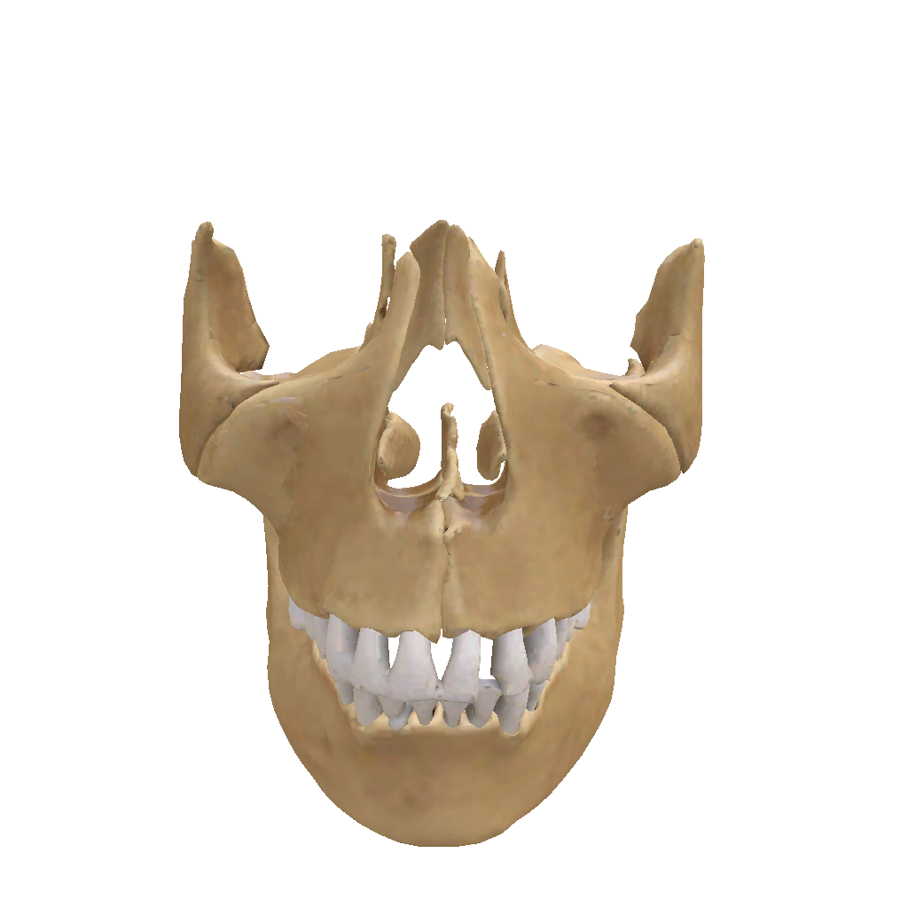 Hard Palate Skull