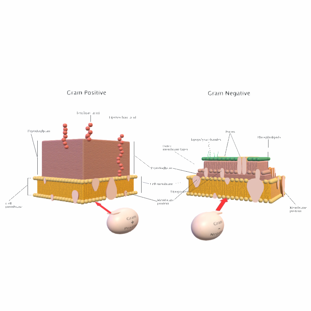 Gram Positive Vs Gram Negative Diagram