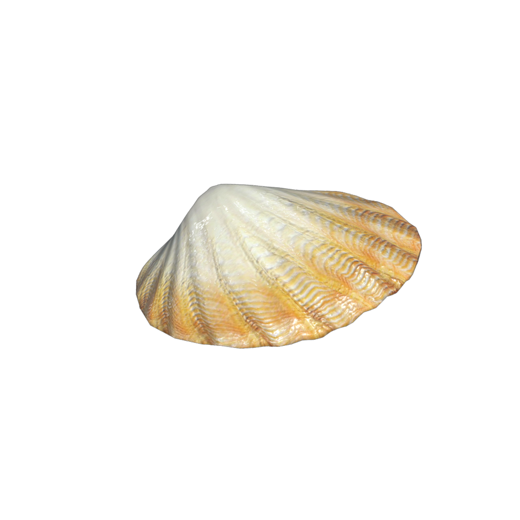 Mollusca Clam