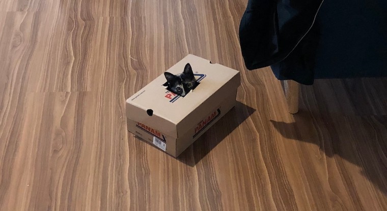 Meet 15 Furry Animals at the World’s Most Pet-Friendly Company | Aha ...