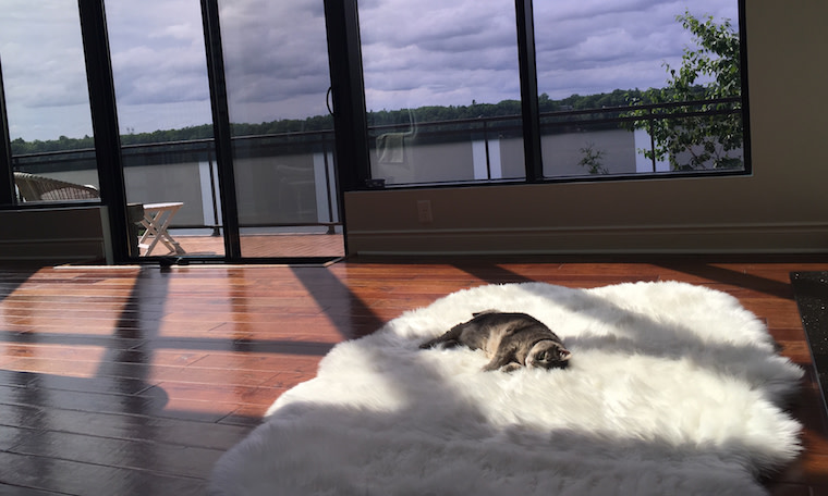 Meet 15 Furry Animals at the World’s Most Pet-Friendly Company | Aha ...