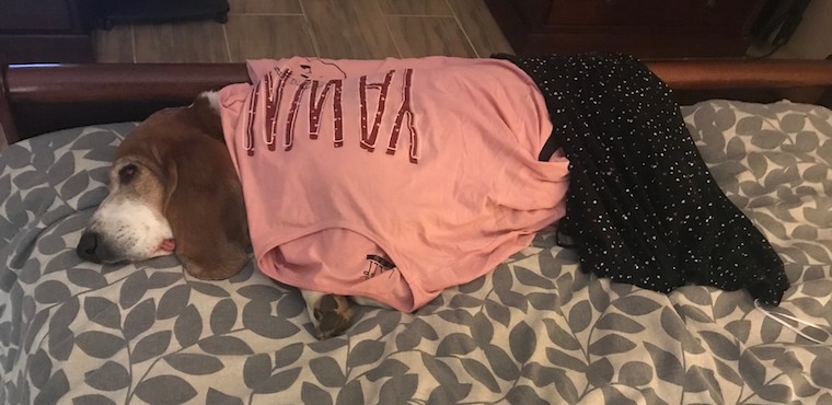 Meet 15 Furry Animals at the World’s Most Pet-Friendly Company | Aha ...