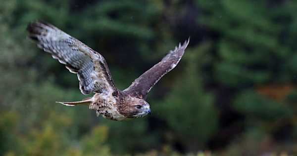 There Is a Hawk Hovering in Your Office | Aha!
