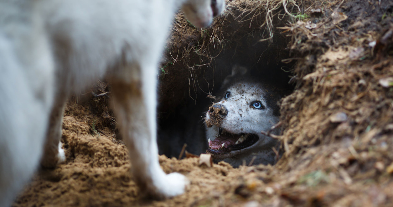 Use new customer satisfaction polls to get product feedback