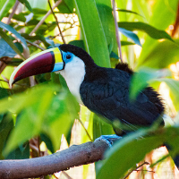 Visitez le Zoo de Guyane | Location Voiture Guyane | Europcar Guyane
