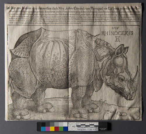 Museio | The Remarkable Story of Dürer's Rhinoceros