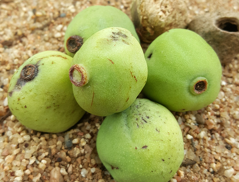 MORE Family Collection