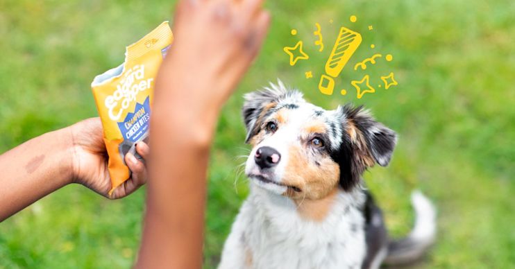 What to pack for a holiday with your dog? | Edgard & Cooper