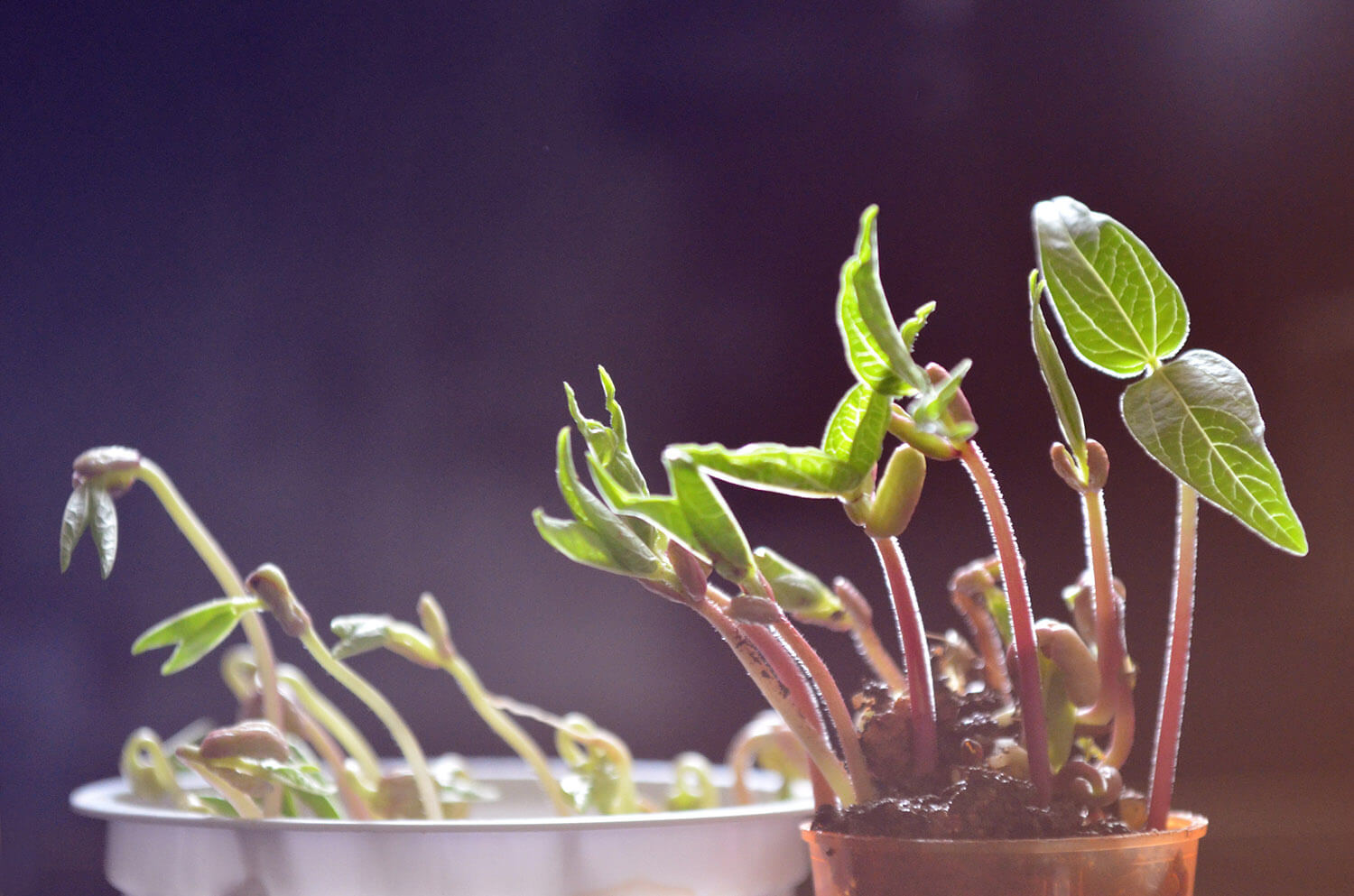 An RPA Model to Grow With