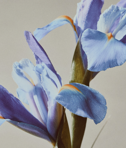 Home Fragrance: Candles, Diffusers, & More | AnthroHome