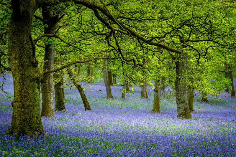 Best Places to See Bluebells in the UK | Hoseasons Blog