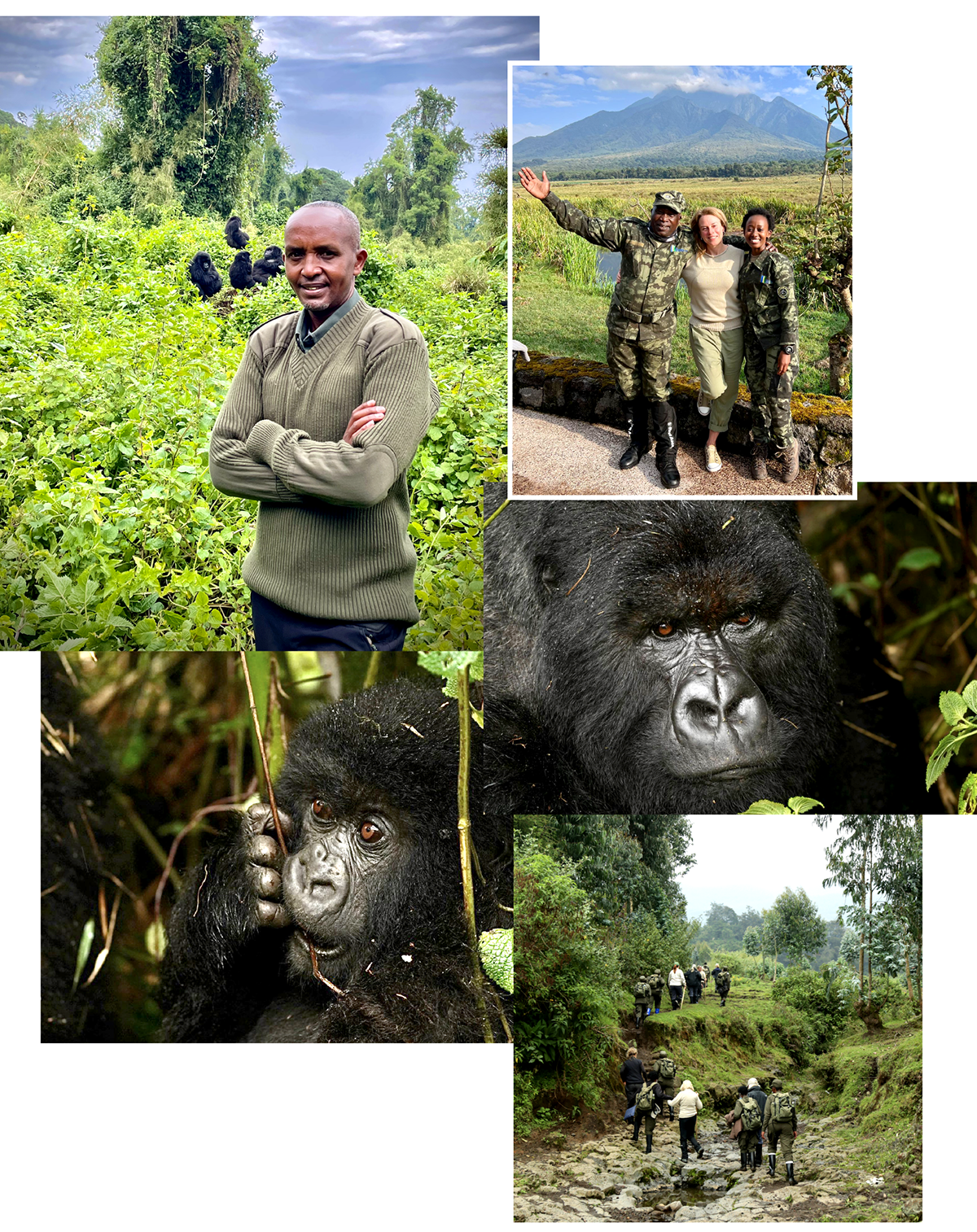 Beating the odds: the hard-won resurgence of Rwanda’s mountain gorillas ...