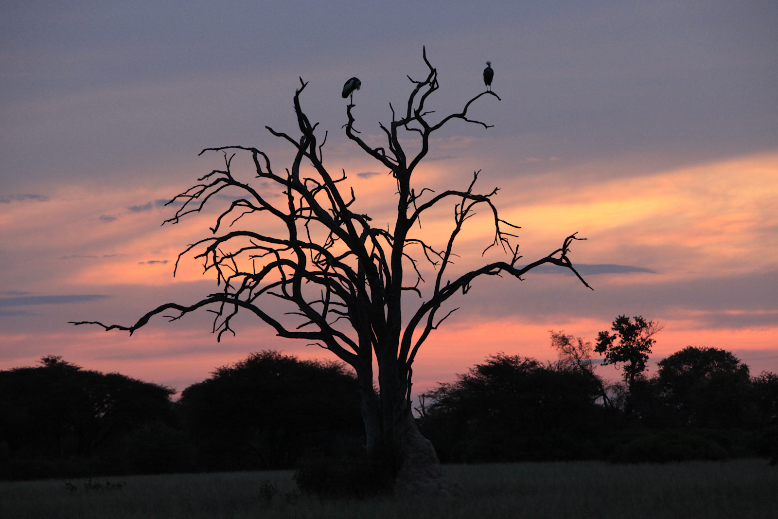 ROAR AND RESTORE Retreat in Kenya | ROAR AFRICA