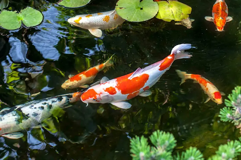 Pond Servicing Near Me | Filter Cleaning & Repairs | Checkatrade