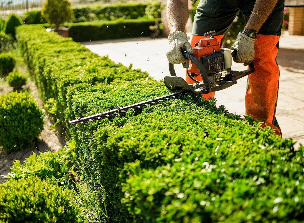 Find Experts in Hedge Trimming Near Me | Checkatrade