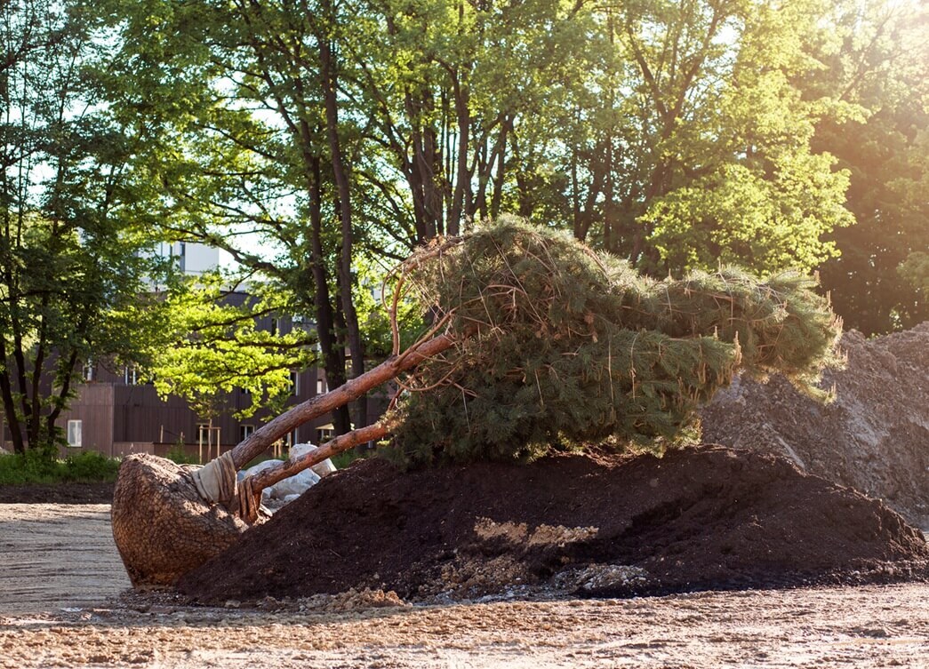 Find A Tree Moving Service Near Me | Checkatrade