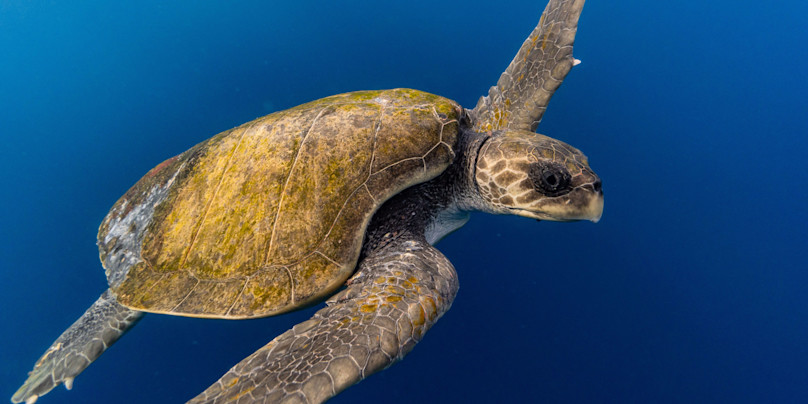 Nature & Wildlife in Los Cabos: Book Tours & Activities at Peek.com