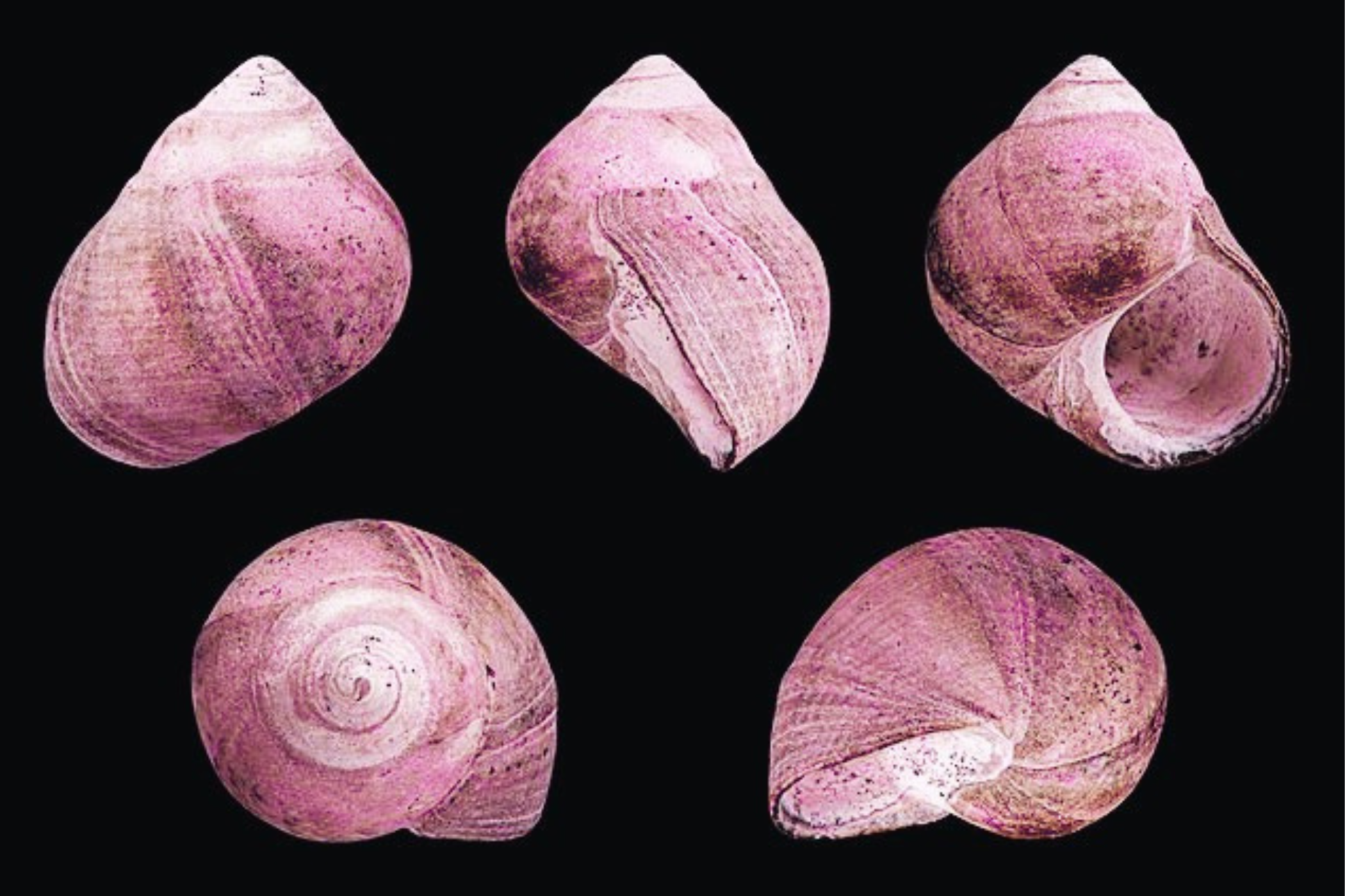 Digital culture and entertainment insights daily: Daisy Alioto Yearn In ...