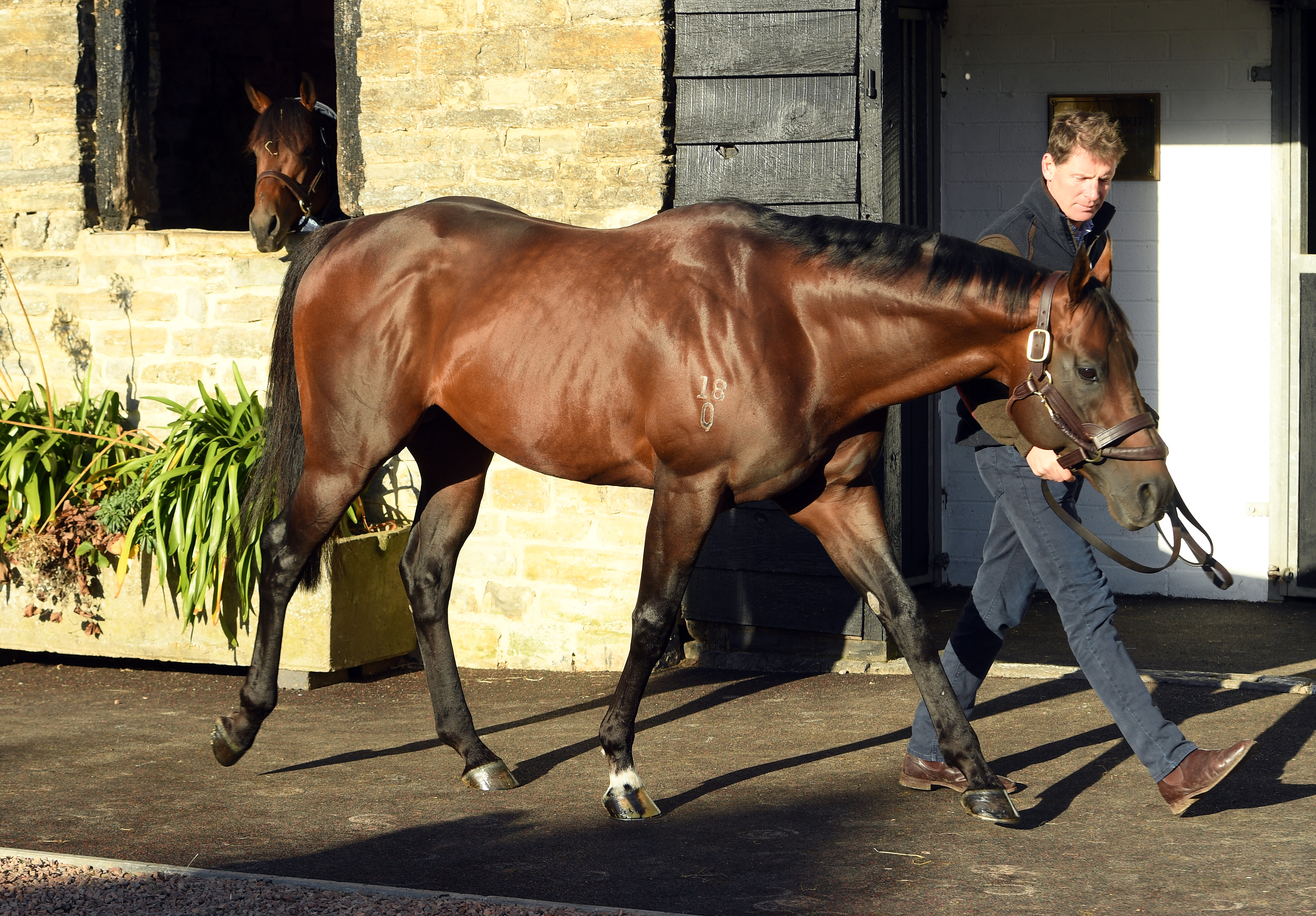 Love is in the air: Roaring Lion ready to launch stallion career on ...
