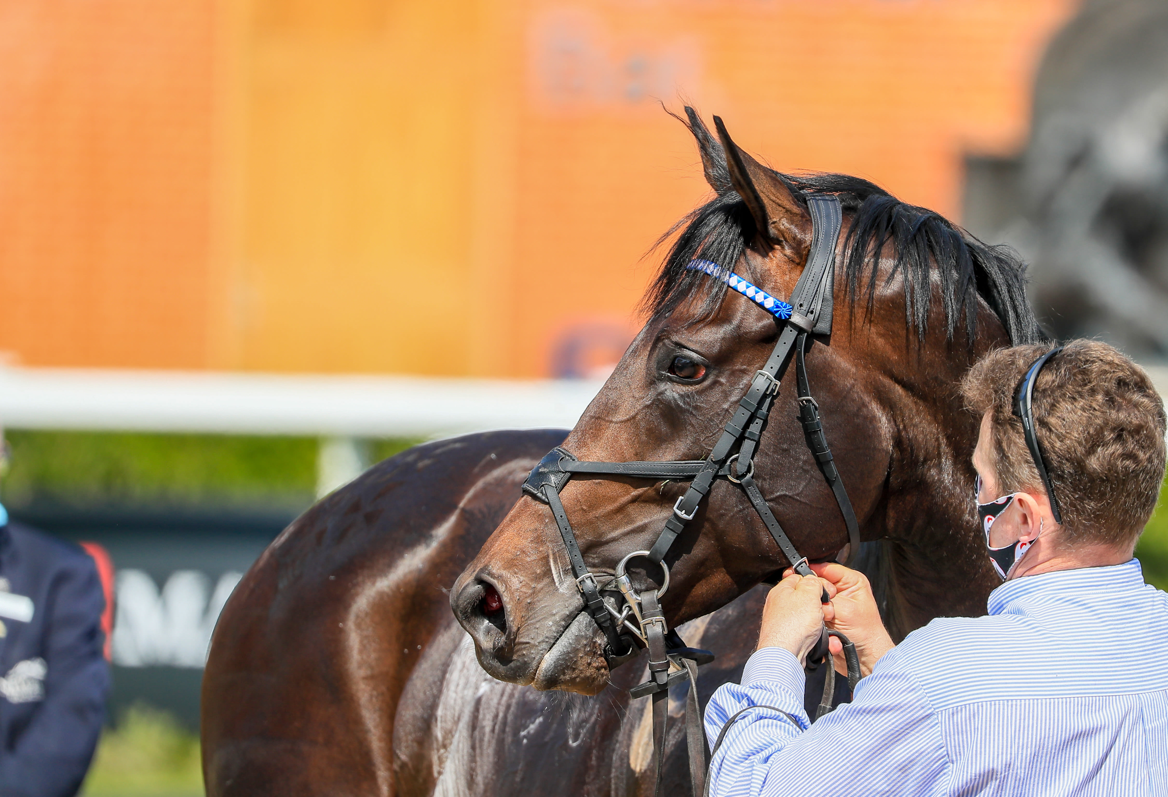 Haggas favours French exam for unbeaten Baaeed