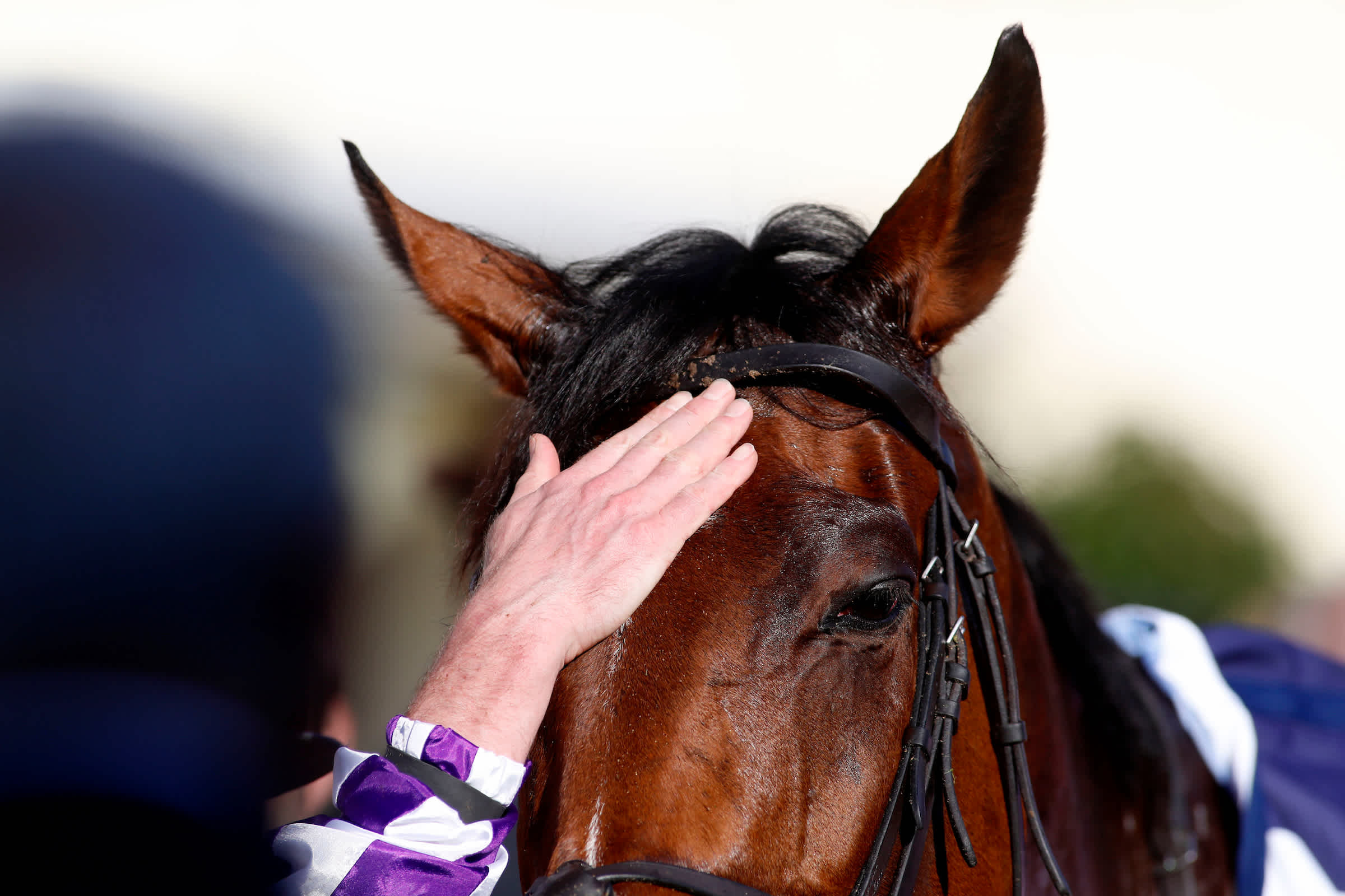 Equine flu: Questions and answers about the disease that has halted racing