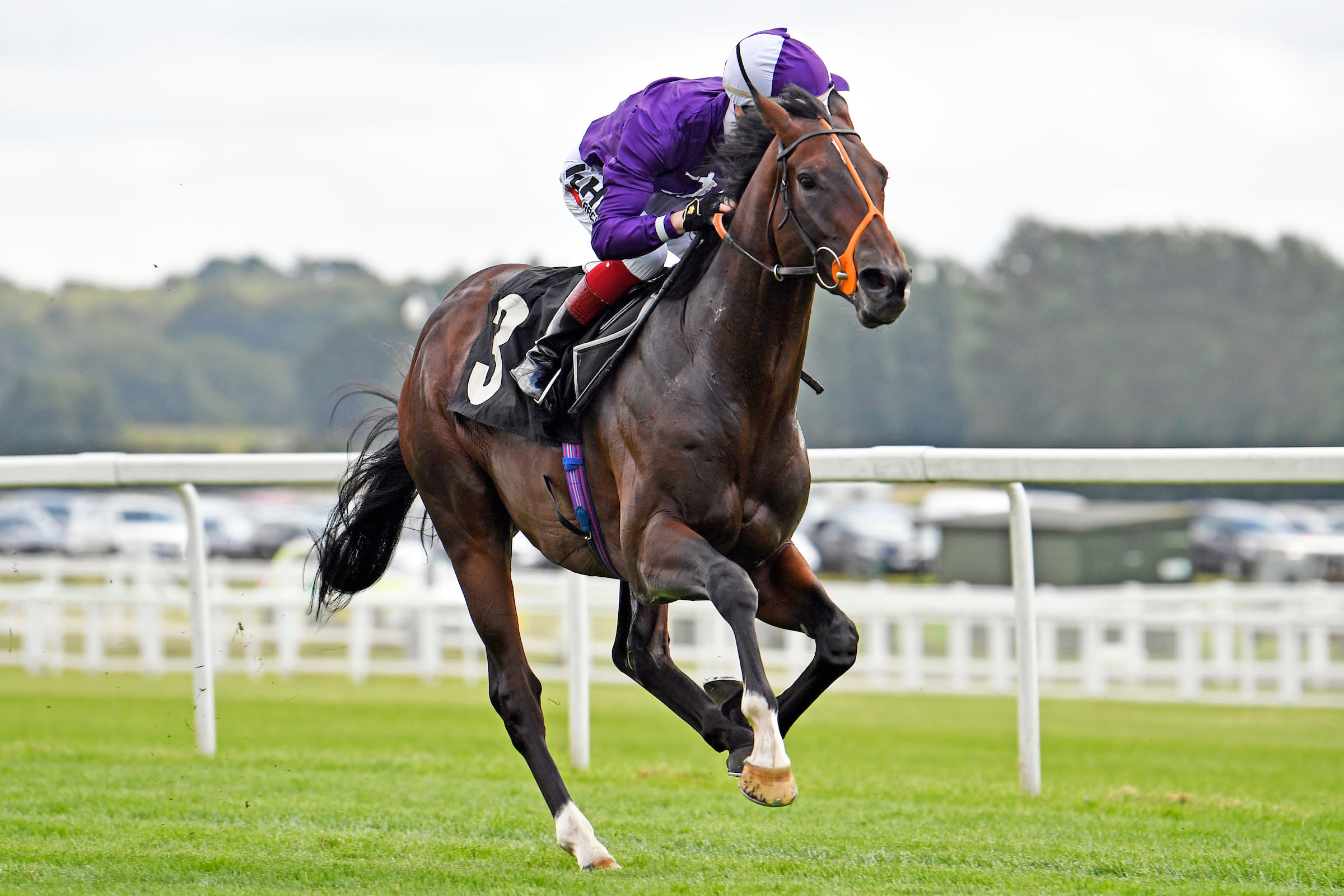 Richard Hannon anticipating retirement for recovering Mojo Star