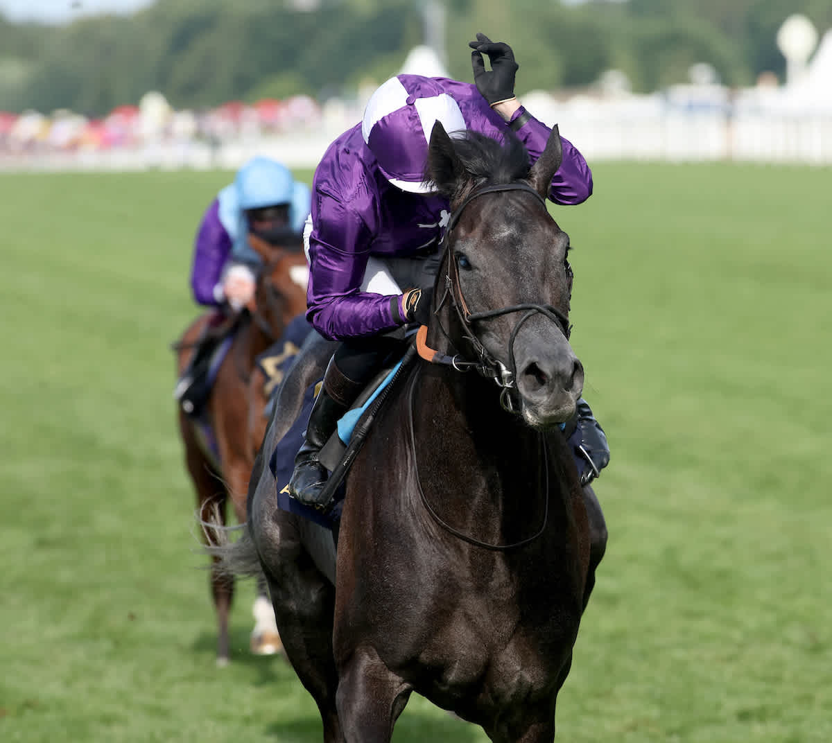 King Of Steel looking "terrific" ahead of Champions Day