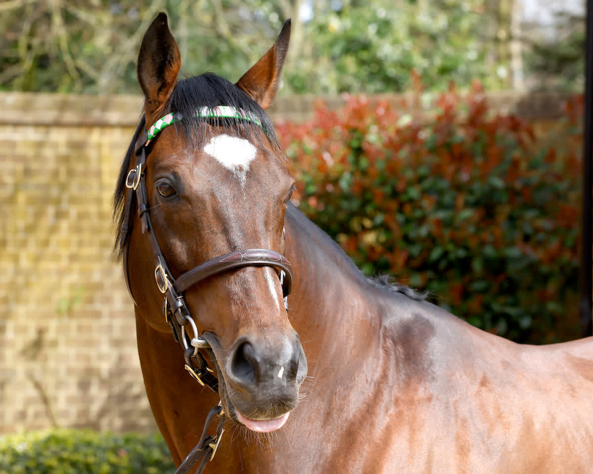 Expensive liaisons: Dubawi and Frankel stud fees soar higher