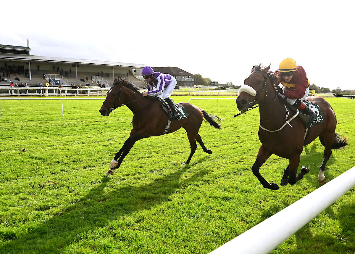 Euphoric "one to look forward to" for Ballydoyle
