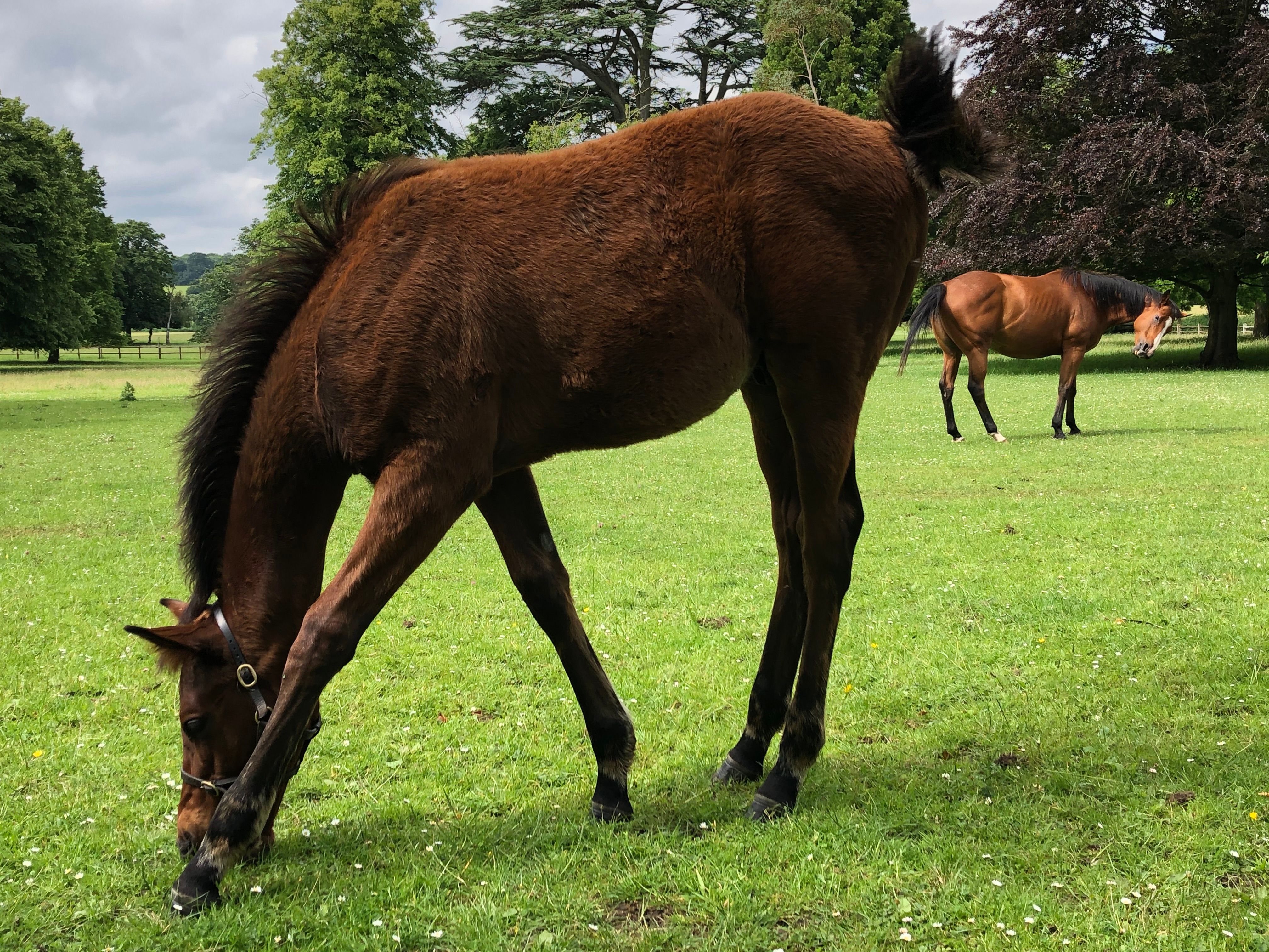 Foal becomes the first to be issued with Weatherbys ePassport