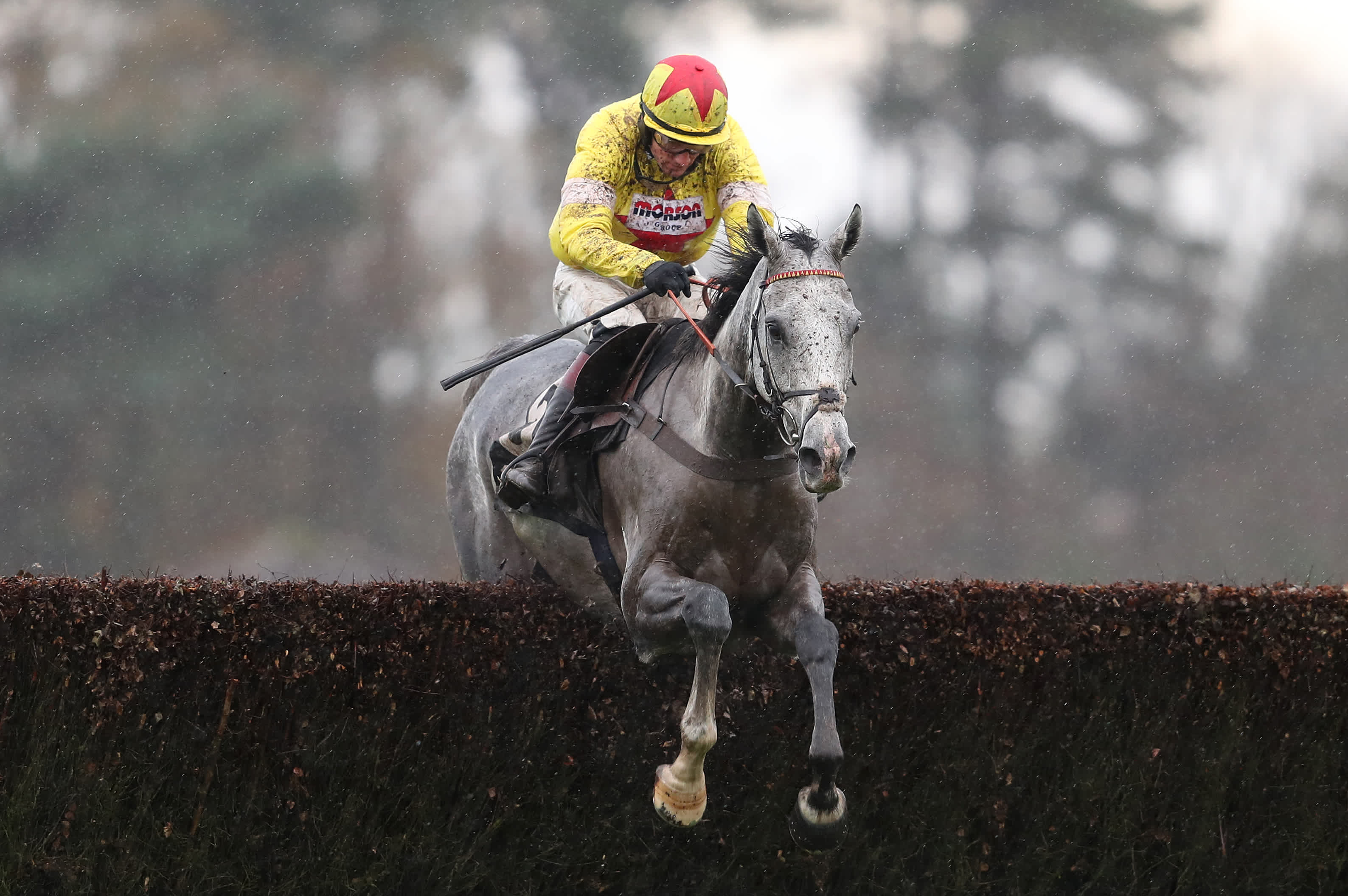 Politologue a "really happy horse" heading into the Shloer Chase