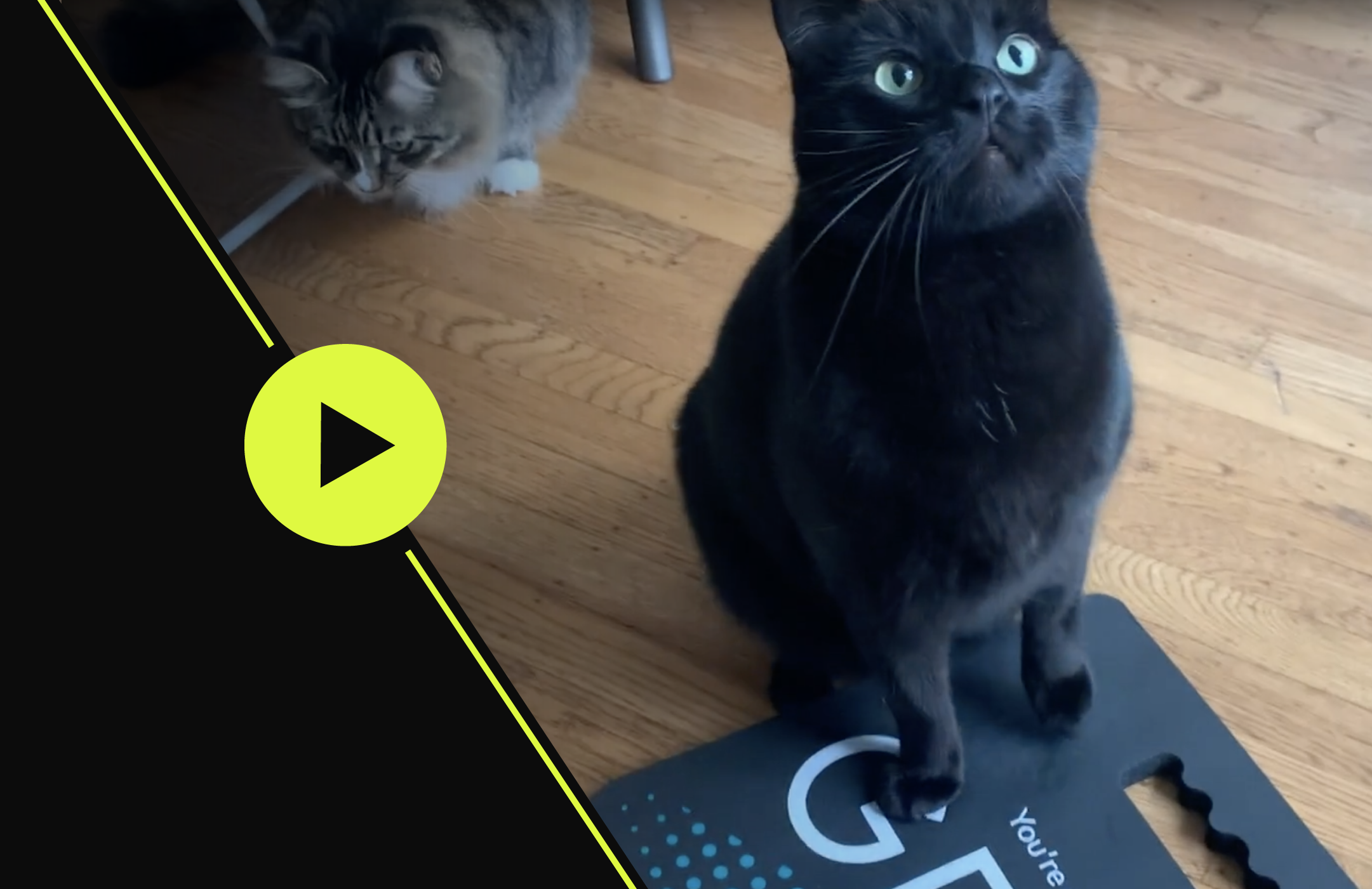 Amperity According to our Kids and Pets | Amperity