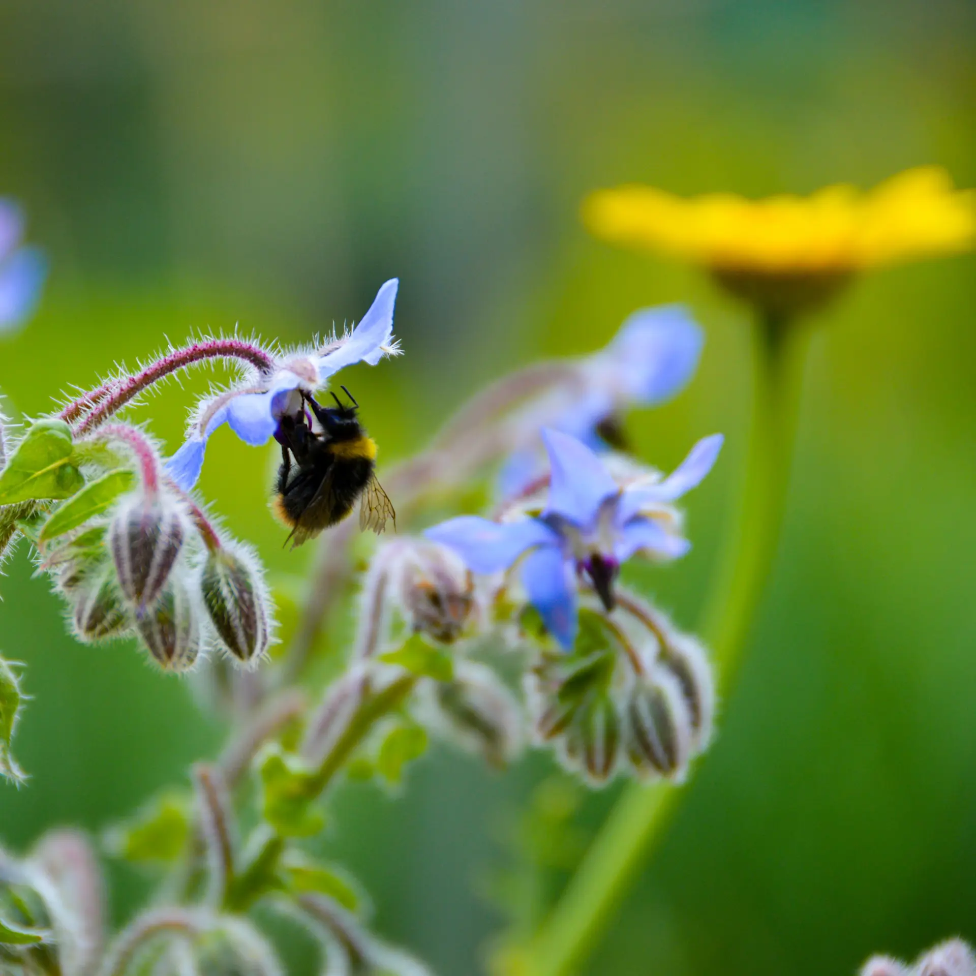 Know your summits | Pinwheel