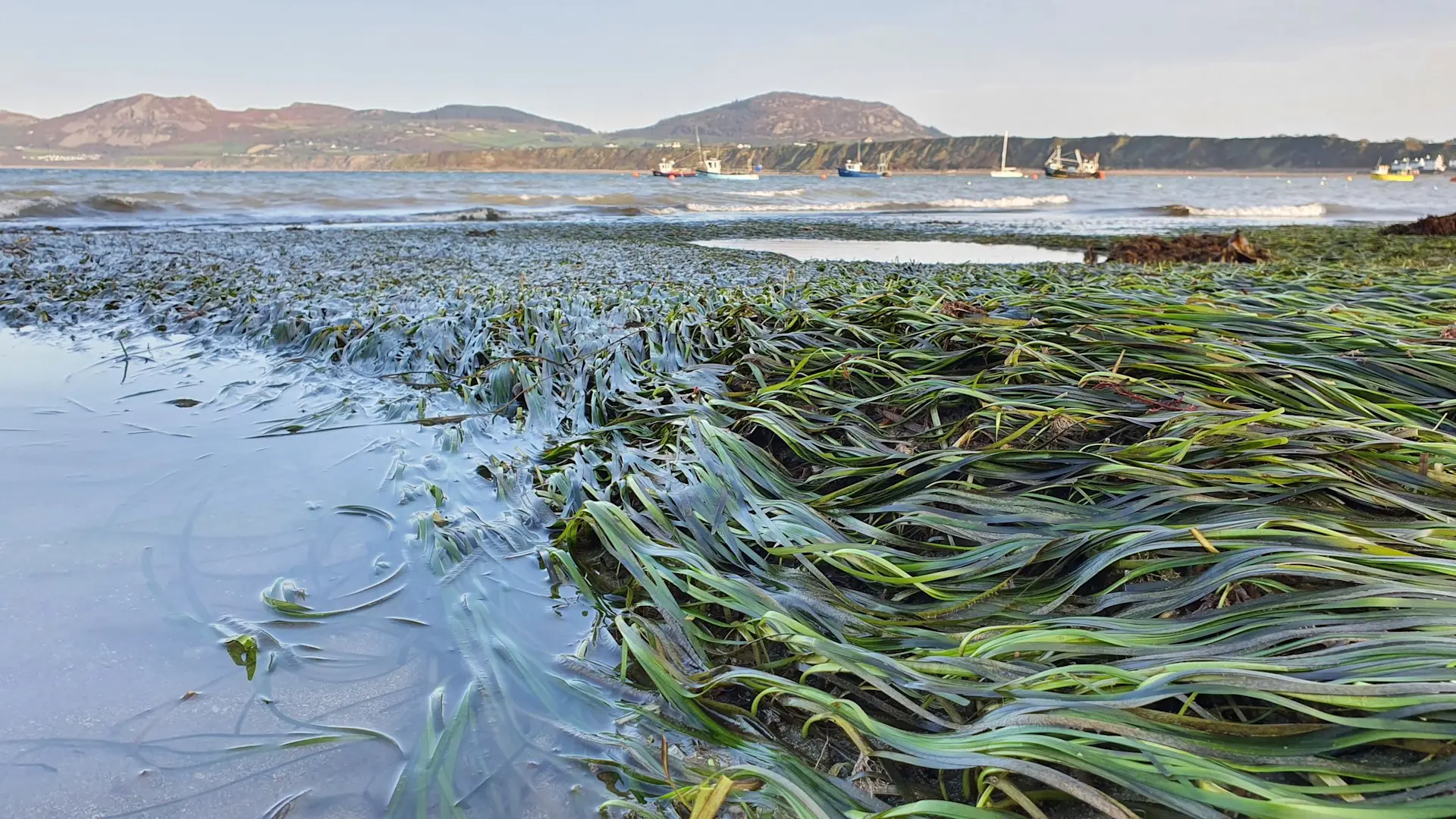 Seagrass conservation | Pinwheel