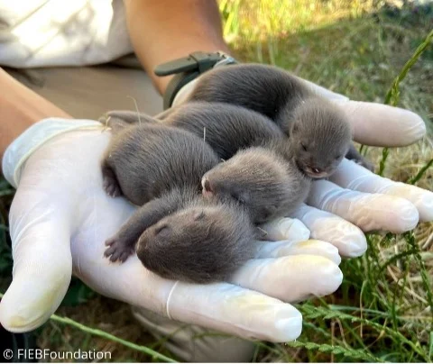 Mink Protection Spain | Pinwheel