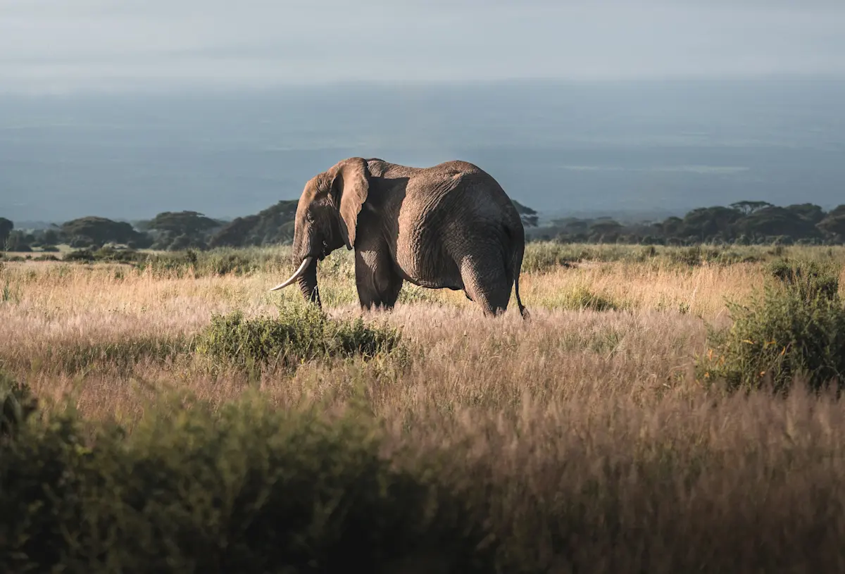 Combat Elephant Poaching in Africa | Pinwheel