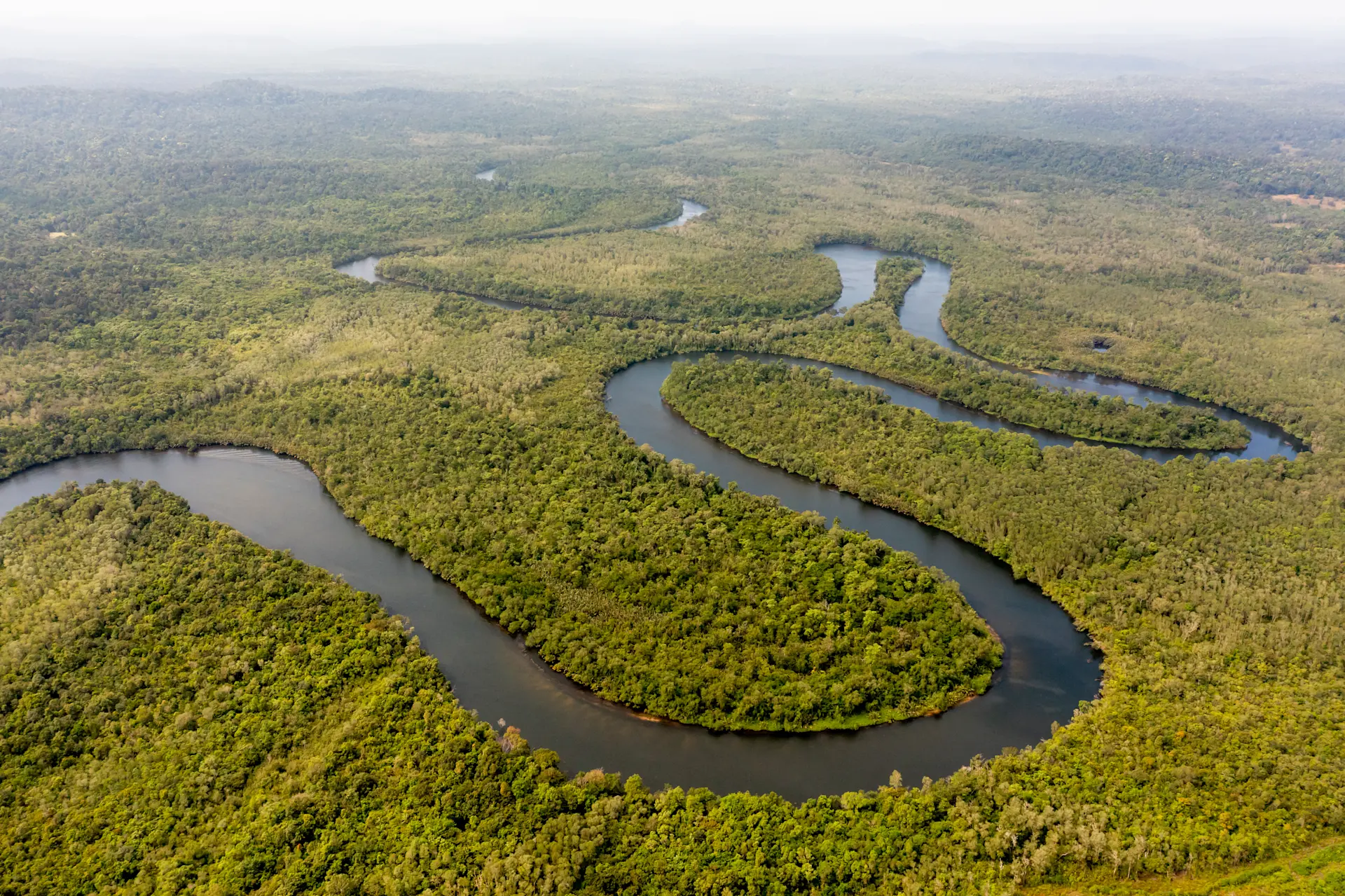 Southern Cardamom Rainforest Conservation | Pinwheel