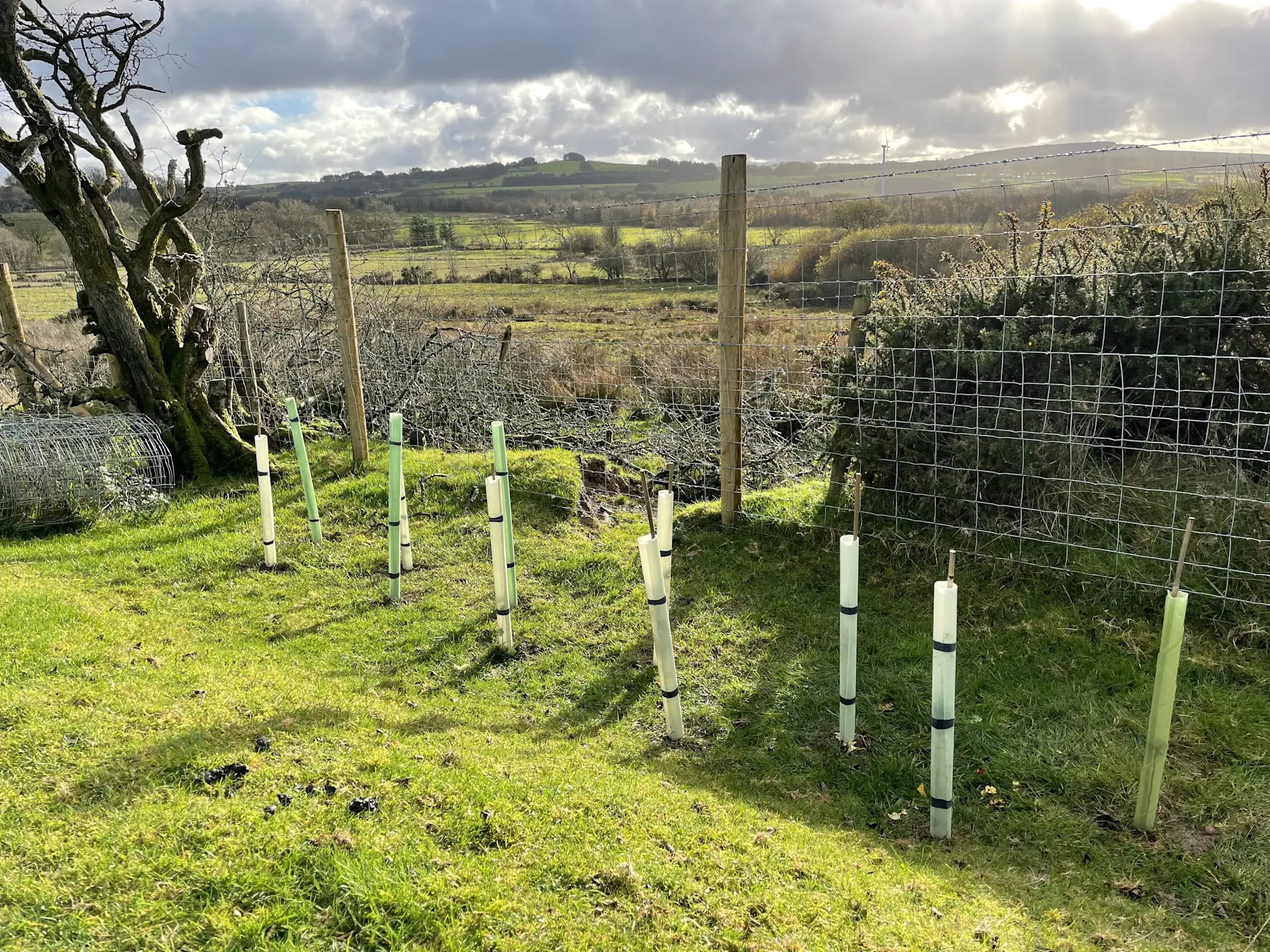 Woodland and hedgerow creation, England and Wales | Pinwheel
