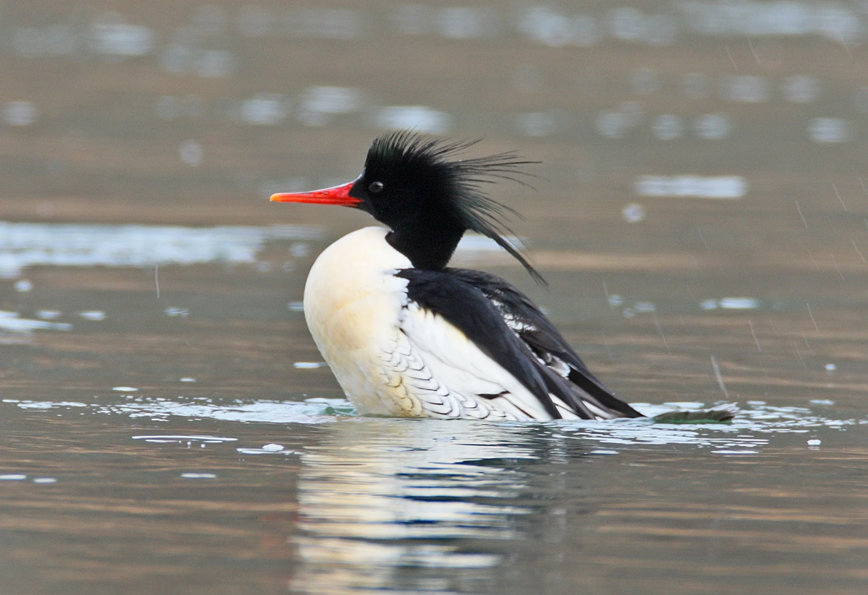 Bird Conservation Korea | Pinwheel