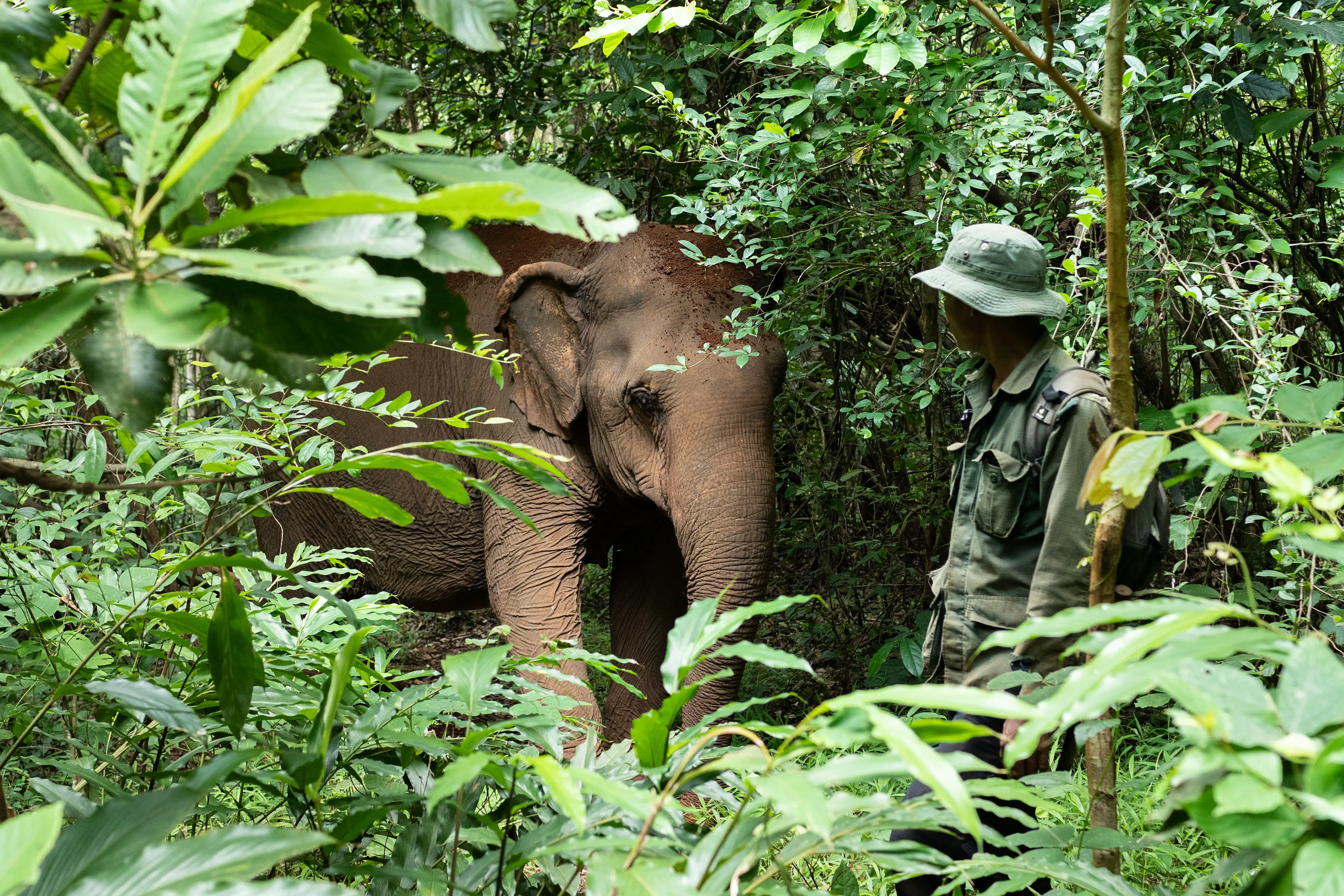 Keo Seima Wildlife Sanctuary Conservation | Pinwheel