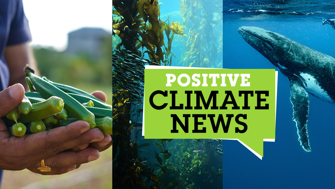 September's positive climate news | Ecotricity