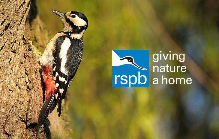 We celebrate the RSPB throughout February | Ecotricity